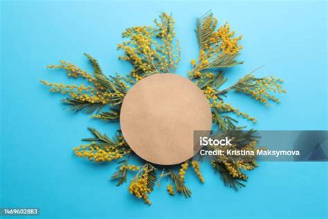 노란색 미모사의 아름다운 꽃과 파란색 트렌디한 종이 배경에 텍스트를 위한 공백 평면도 0명에 대한 스톡 사진 및 기타 이미지 0명 3월 가벼운 Istock