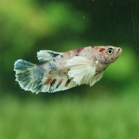 Candy Dumbo Female Betta Squad Usa Llc