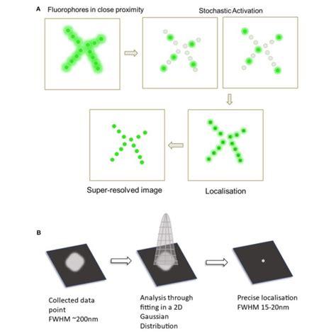 Diagram Displaying The Process Of Single Molecule Localization Download Scientific Diagram