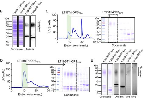 Figure 1 From Production Of Promising Heat Labile Enterotoxin Lt B Subunit Based Self