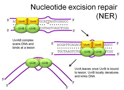 Nucleotide Excision Repair 1 Allen Gathman Flickr
