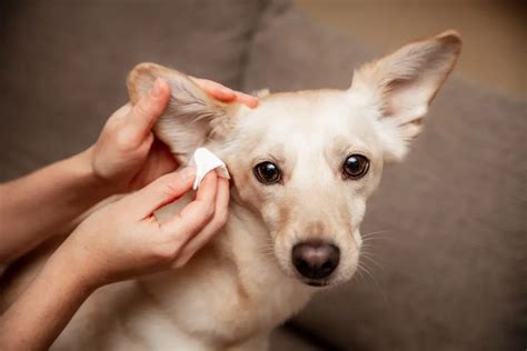 Ear Mites In Dogs What Are They And How Do You Treat Them Urgentvet