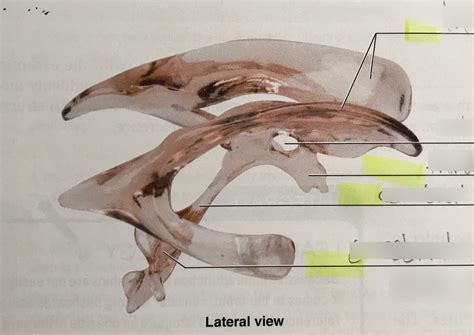 Structures Of CSF Diagram Quizlet