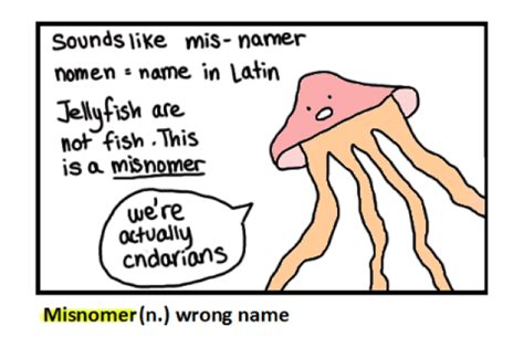 Misnomer Adverbs · English Grammar Exercise Intermediate Level Bitgab