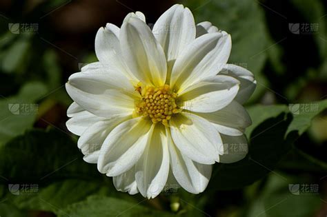 达莉亚达丽塔系列白色