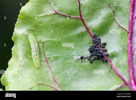 Tiny Parasitoid Wasp That Use Aphids As Their Hosts Aphidiidae