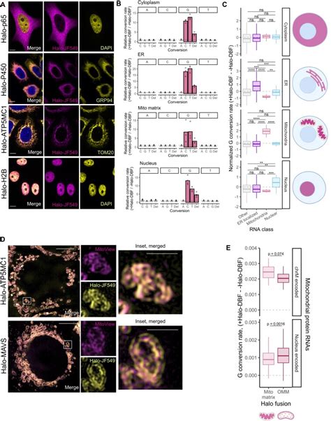 Quantification Of Subcellular Rna Localization Through Direct Detection Of Rna Oxidation Pmc