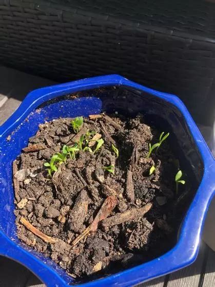 African Daisy Seedlings