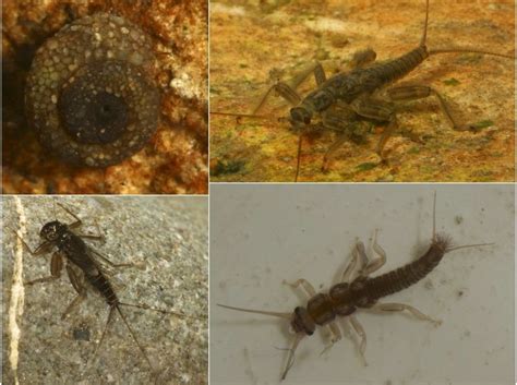 Examples Of Macroinvertebrates That Commonly Live In Streams And Rivers Download Scientific
