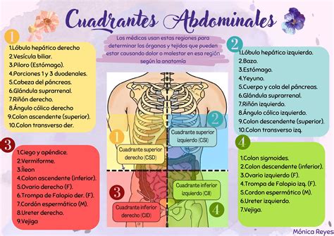 Anatomía Del Abdomen Cuadrantes Planos Anatómicos Y Cuadrantes