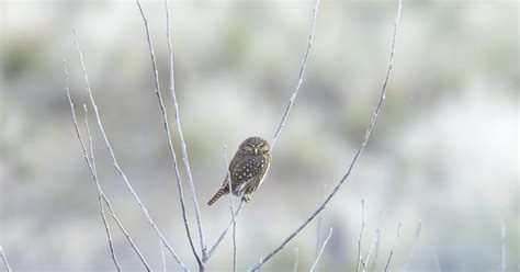Mis Fotos De Aves Glaucidium Brasilianum Caburé Chico Ferruginous