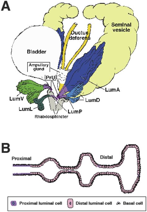 Prostate Cancer Cell Heterogeneity And Plasticity Insights From