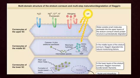 Epidermal Differentiation Complex Pptx