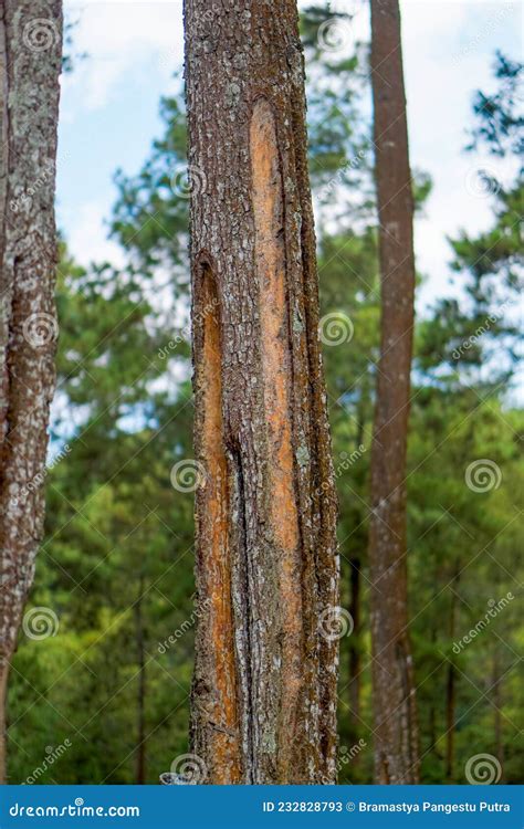 Pine Tree Forest Pine Resin Industry Pine Resin Container Stock