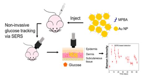 A Subcutaneously Injected Sers Nanosensor Enabled Long Term In Vivo