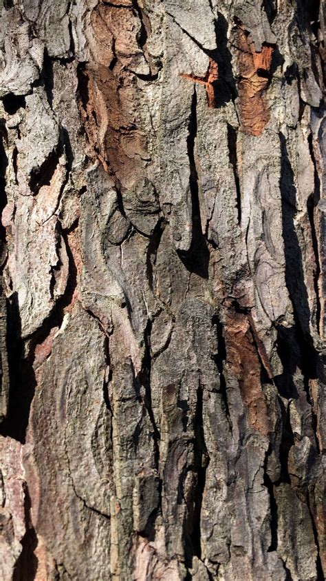 Texture Example Rough Bumpy Tree Bark Artofit