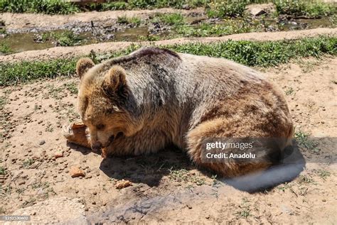 A Bear Waking Up From Hibernation Is Seen At The Ovakorusu Celal News Photo Getty Images