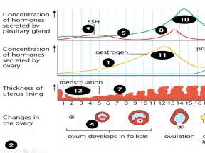 Control Of The Oestrous Cycle And Feedback In Females Teaching Resources