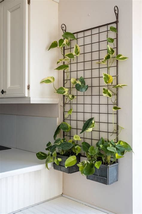 11 Beautiful Ways To Display Pothos Plants On Your Walls Houseplant Authority