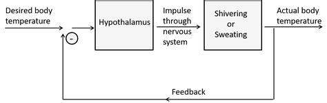 Body Temperature Regulation Control In Bioengineering