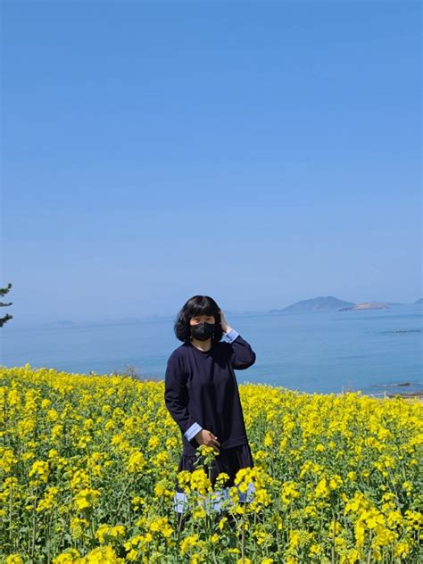 부안 수성당 유채꽃 지금 활짝 2022 4 11 네이버 블로그
