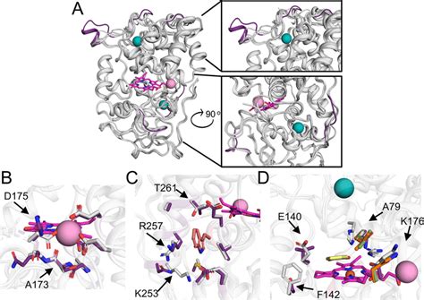 Structural Basis For The Different Activity Profiles In Vps A Download Scientific Diagram