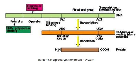 Expression Vectors Types Characteristics StudiousGuy