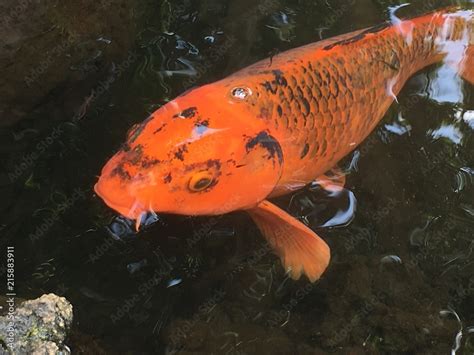Orange And Black Koi