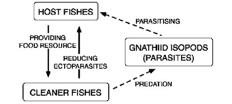 Interactions Among Gnathiid Isopods Host Fishes And Cleaner Fishes