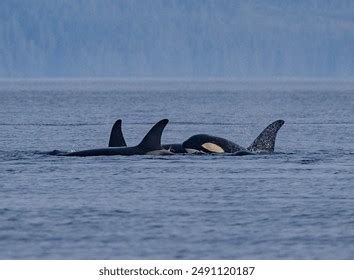Orca Eye Patch Killer Whale Manx Whale And Dolphin Watch