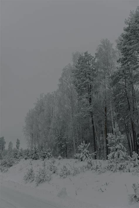 가지 감기 겨울 겨울 동화나라 경치 경치가 좋은 계절 고요한 광야 나무 날씨 냉랭한 눈 눈 내리는 눈 덮인 눈 덮인 나무들 눈 덮인 풍경 맑은
