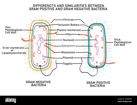 Gram Positive Vs Gram Negative Diagram Composition Of Bacterial Cell