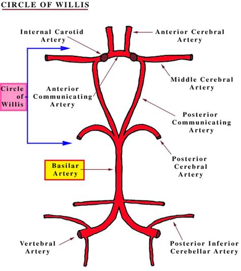 Basilar Artery Anatomy Aneurysm Thrombosis Hypoplasia