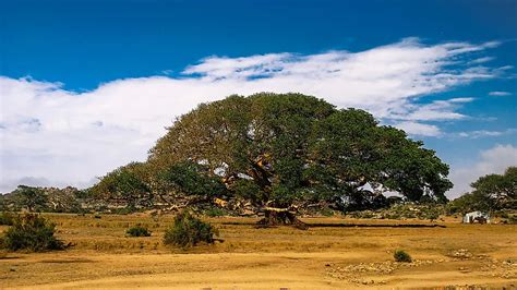 What Are The Major Natural Resources Of Eritrea