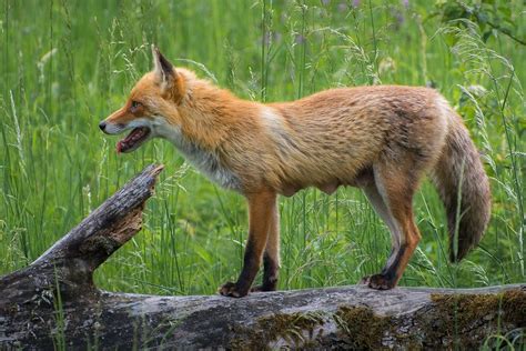 Redfox Wildnispark Zurich Touring Switzerland