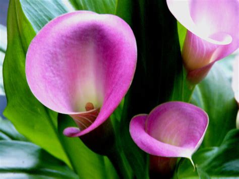 Миний хайртай цэцэгс Өнгө өнгийн гоодаль цэцэгс