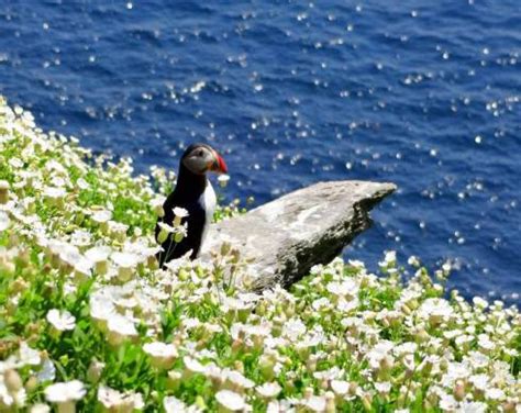 Skellig Michael Puffins Best Wildlife Experience In Ireland