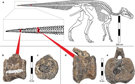 Hadrosaur