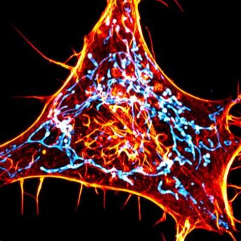 New Microscopy Tools Reveal More About The Role Of Actin Cell And Molecular Biology