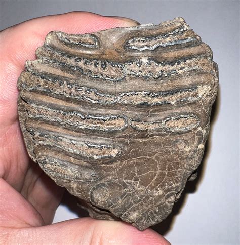 Authentic Ice Age Woolly Mammoth Juvenile Tooth For Sale 3 8 Inches
