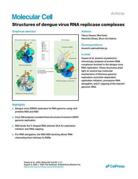 Pdf Structures Of Dengue Virus Rna Replicase Complexes