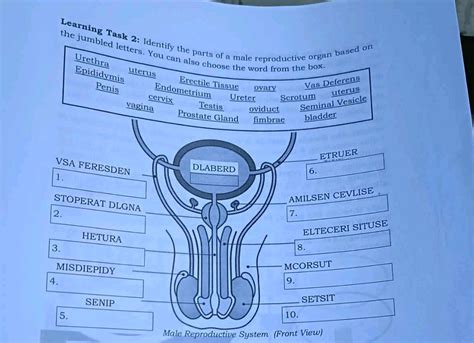 Learning Task Identify The Parts Of A Male Reproductive Organ Based On The Jumbled Letters You