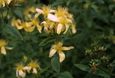 Hypericum Ascyron L