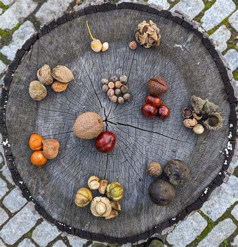Types Of Nut Trees With Pictures