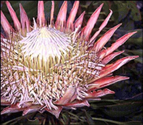 Scientists Predict Extinctions From Global Warming Scientific American