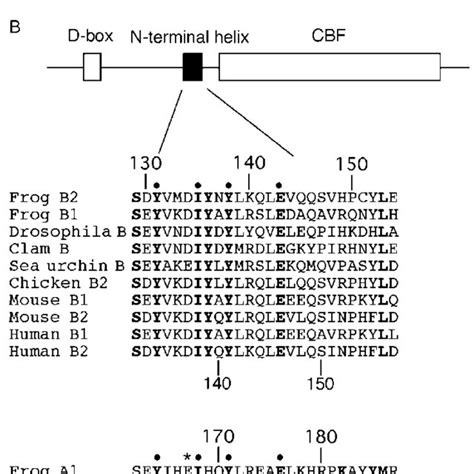 Sequence Alignment Of The N Terminal Helix Motif In Mitotic Cyclins A Download Scientific