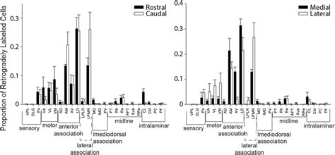 distinct thalamic projection patterns to medial vs lateral but not