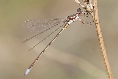 Lestes Virens