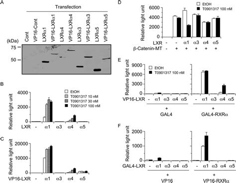 Transactivation Transrepression And Rxr Heterodimerization Of Lxr