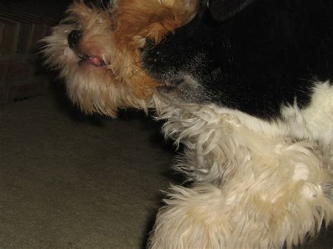 My Cockapoo And Border Collie Lab Mix Border Collie Lab Mix Cute